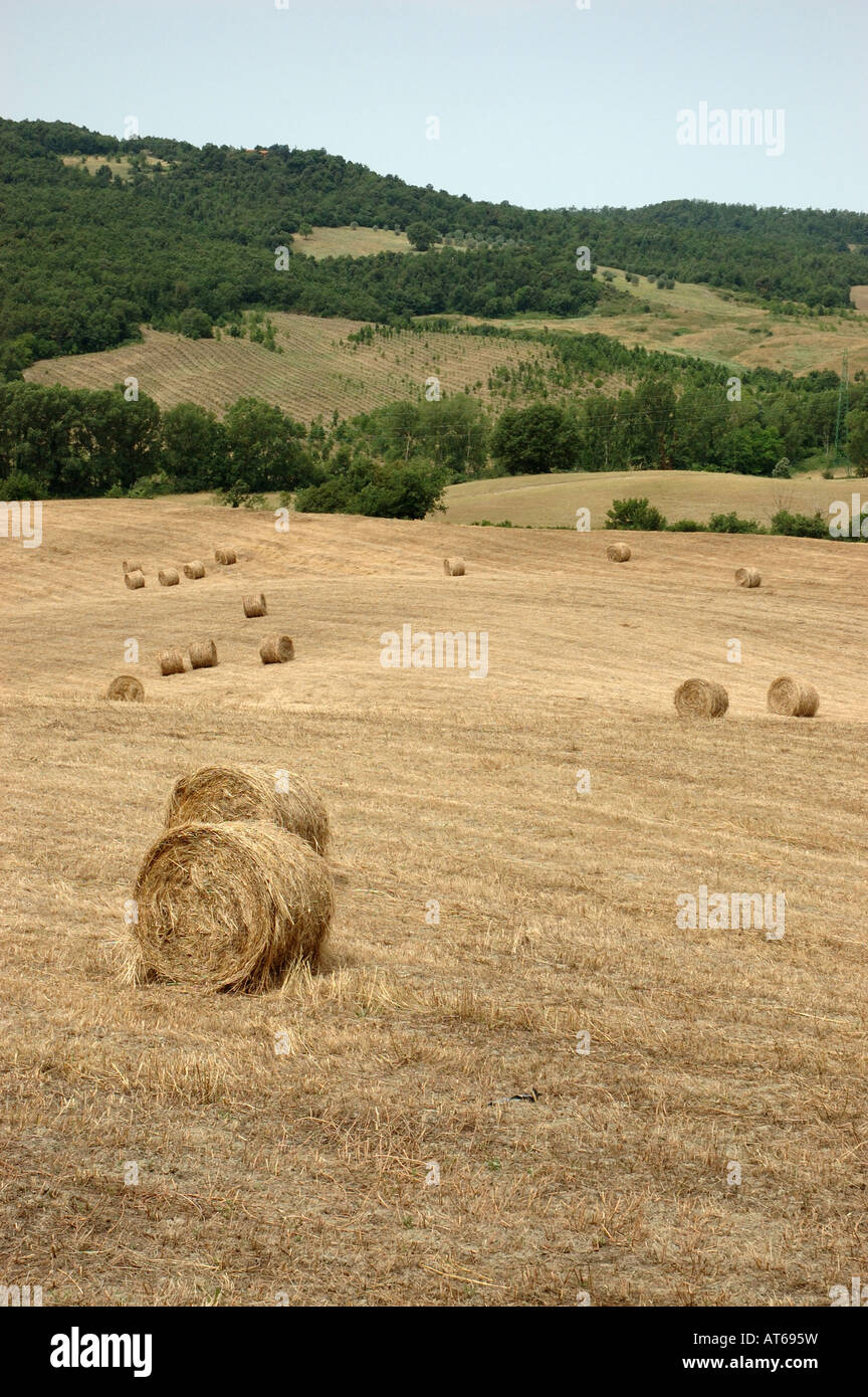 Field of straw bales Stock Photo - Alamy