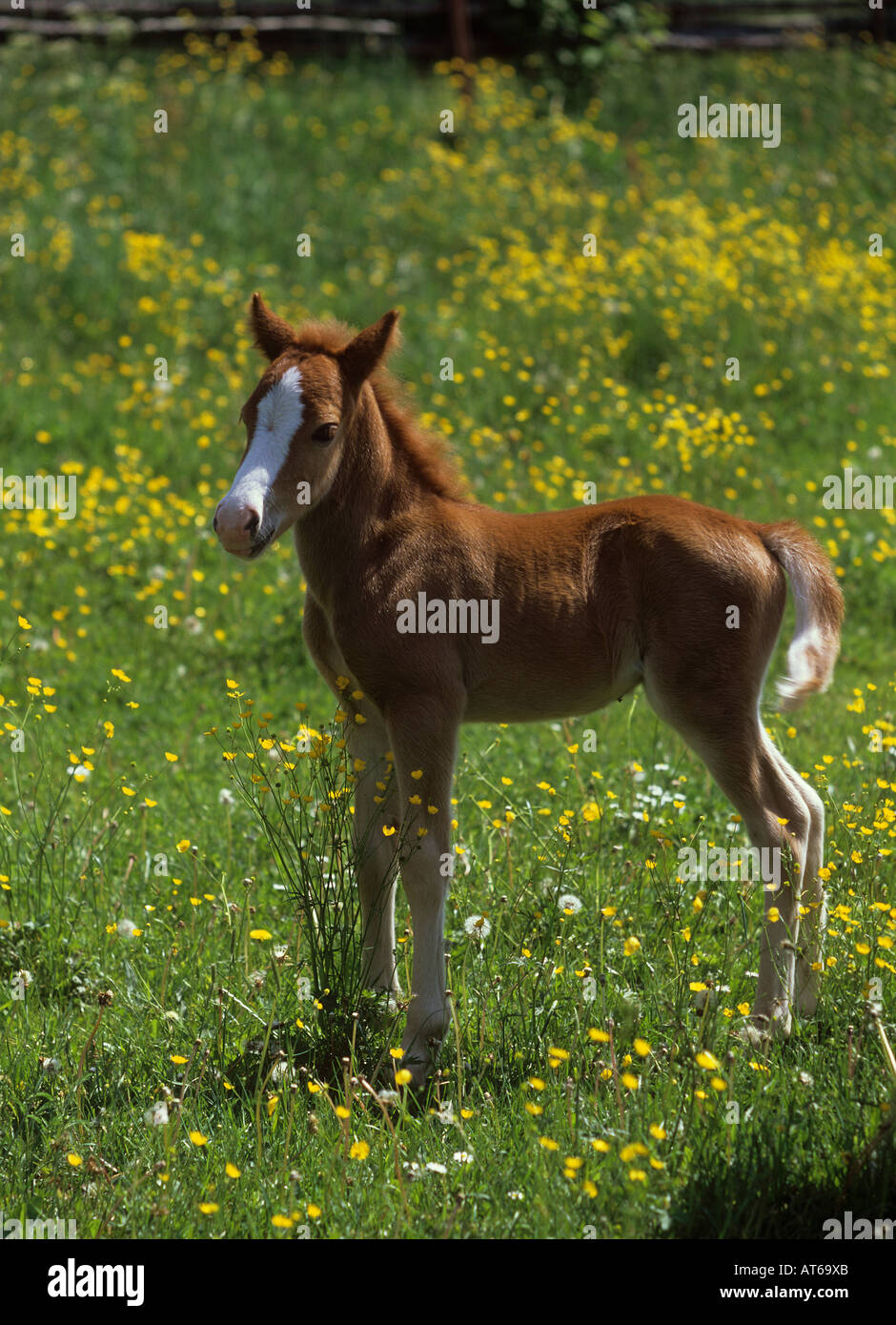 Haflinger - foal on meadow Stock Photo - Alamy