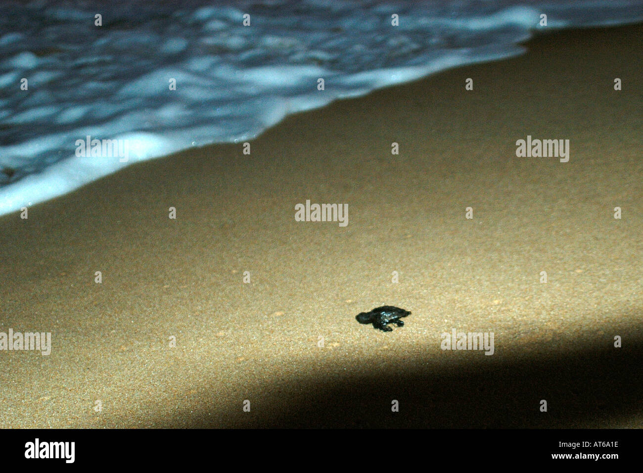 Loggerhead turtle hatchlings Caretta caretta heading towards the ocean ...