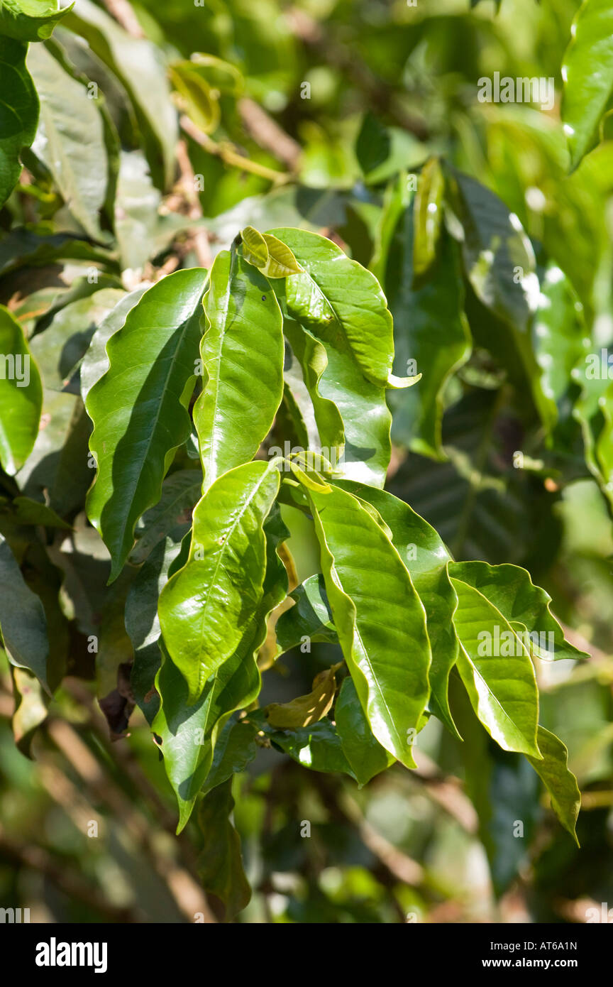 Leaves of coffee tree on plantation near Ruiru Kenya Stock Photo - Alamy