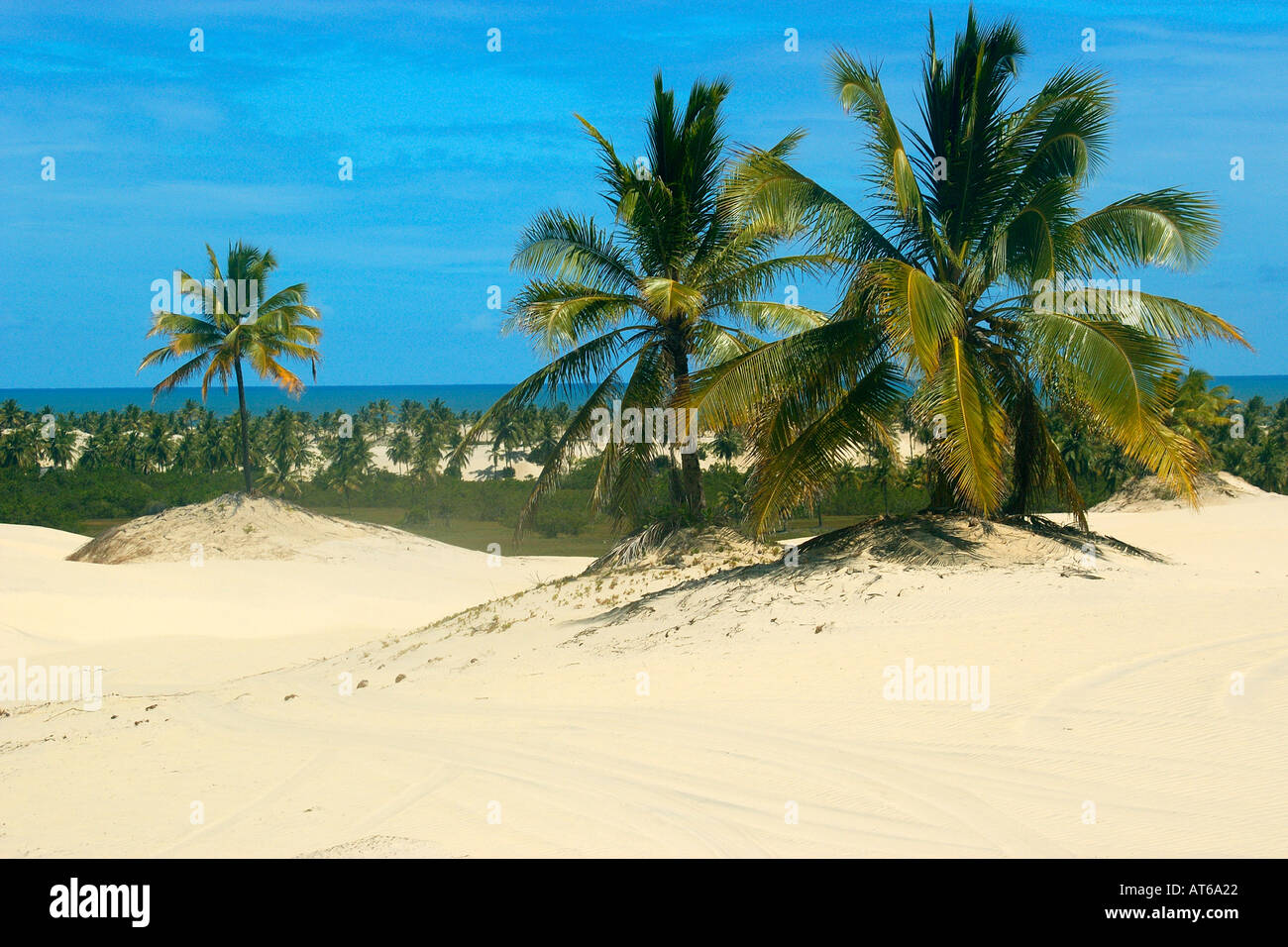 Coconut trees covered by dunes Mangue Seco Bahia Brazil Stock Photo - Alamy