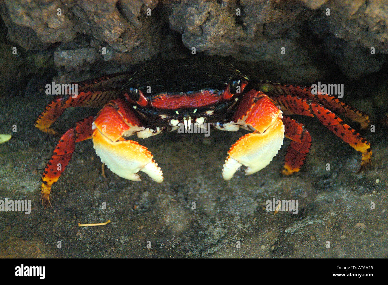 Atlantic mud crab hi-res stock photography and images - Alamy