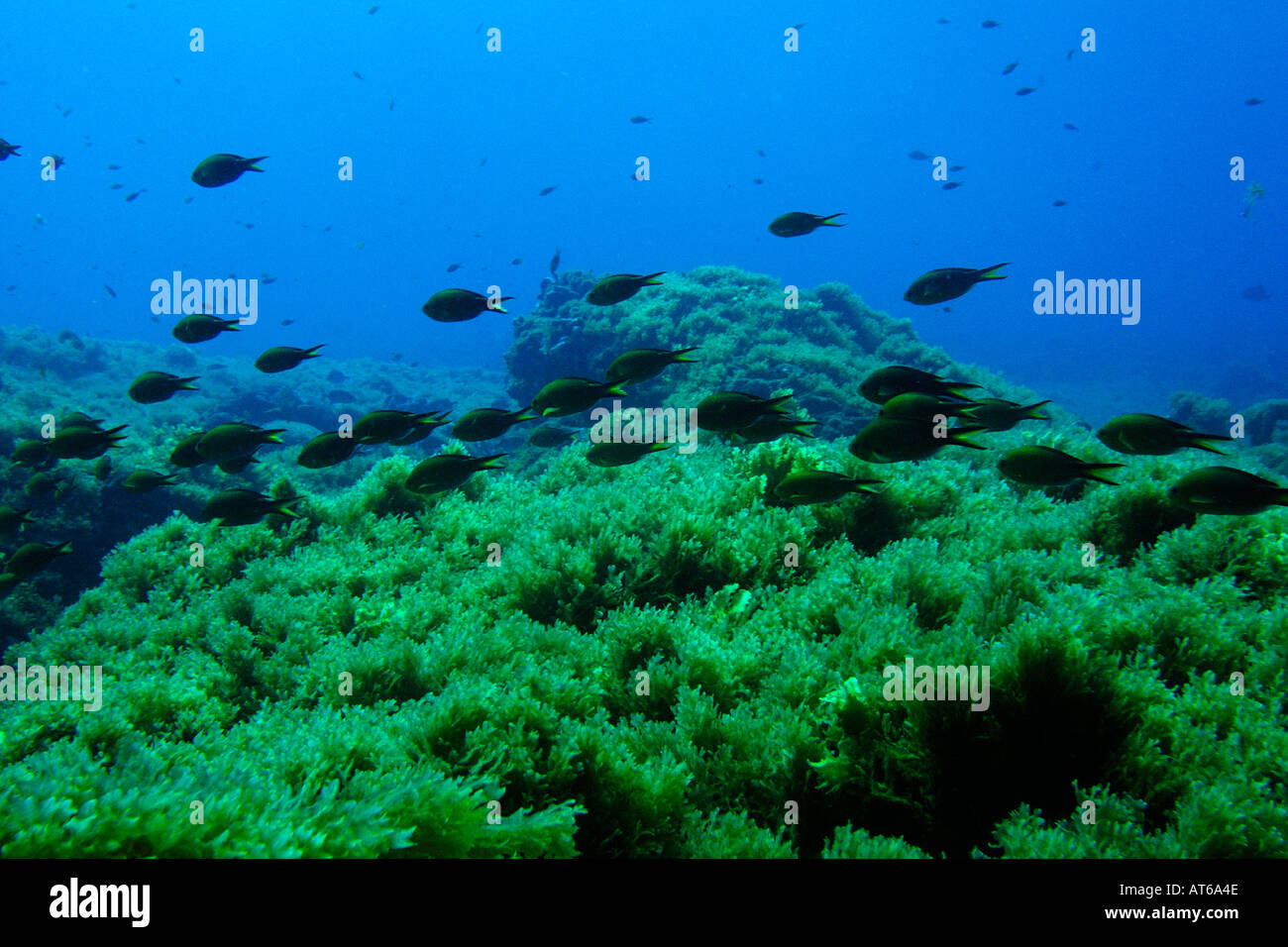 Brown chromis chromis multilineata hi-res stock photography and images ...
