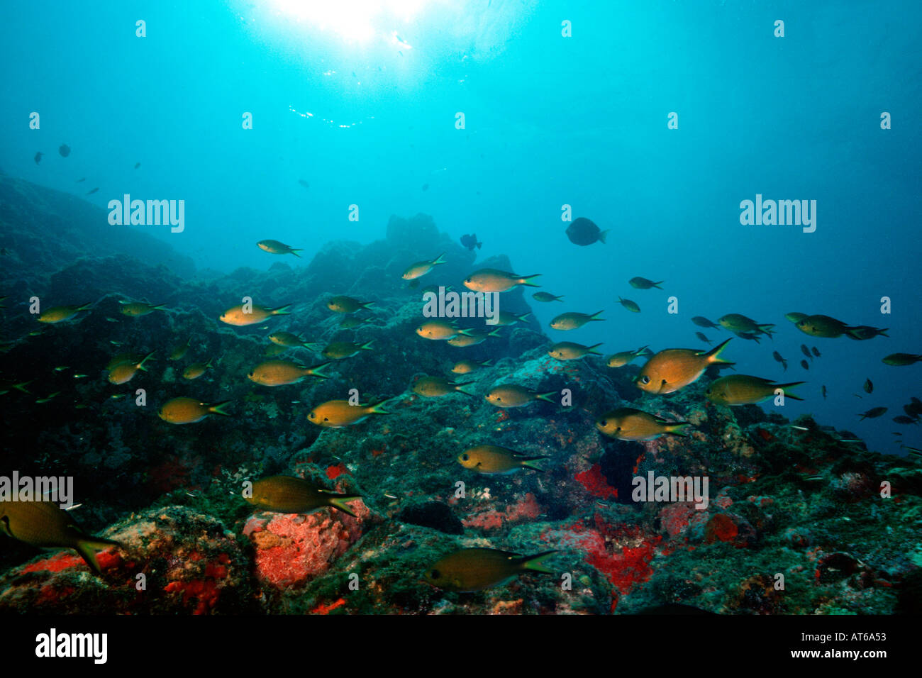 Brown chromis chromis multilineata hi-res stock photography and images ...