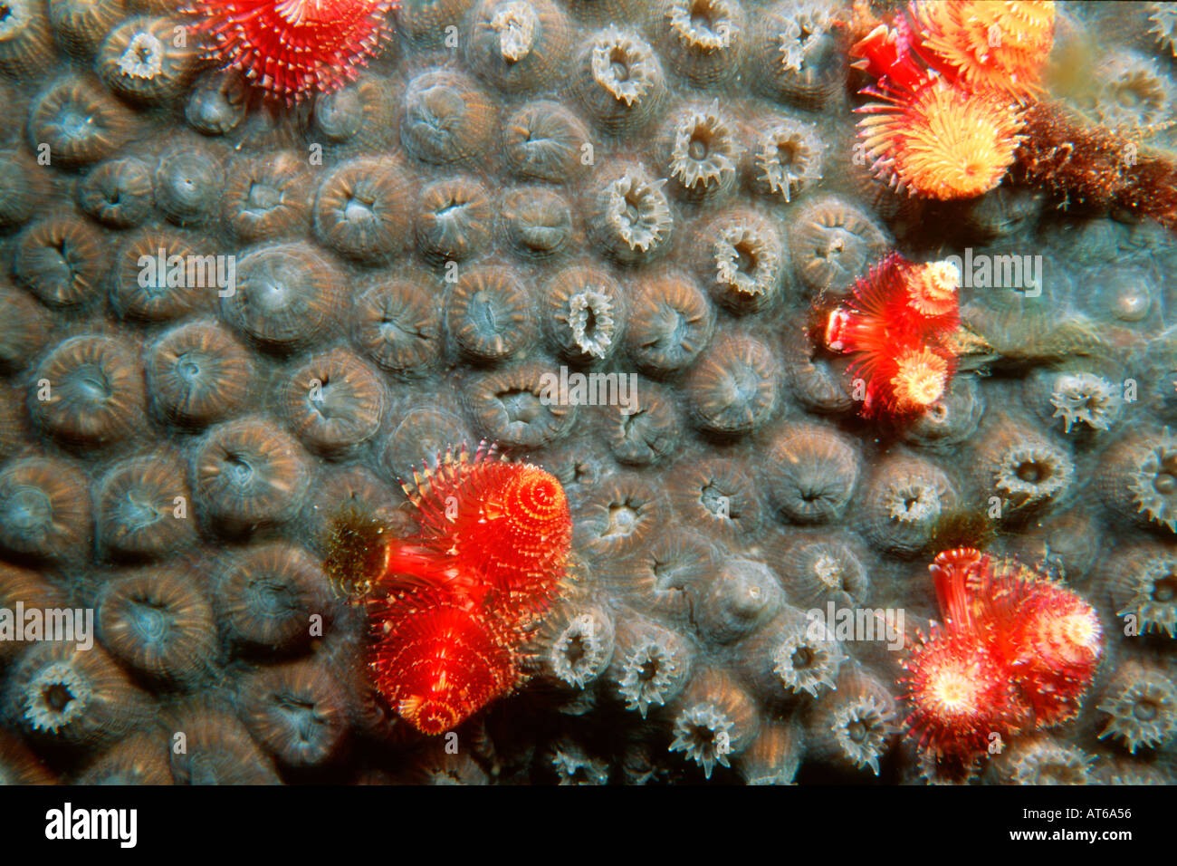 Christmas tree worms Spirobranchus giganteus Praia do Sancho Fernando ...