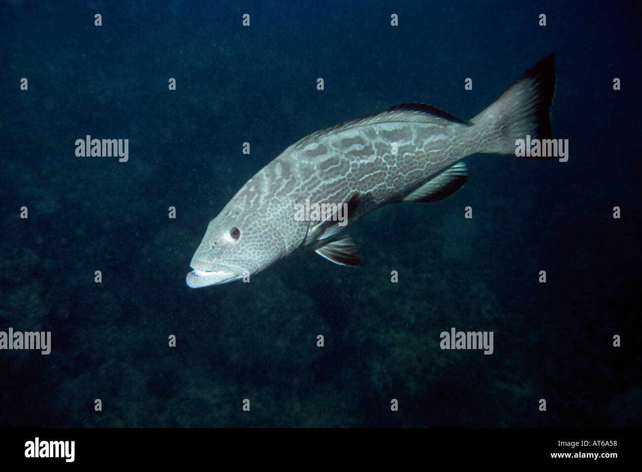 Black grouper Mycteroperca bonaci Abrolhos National Marine Sanctuary ...