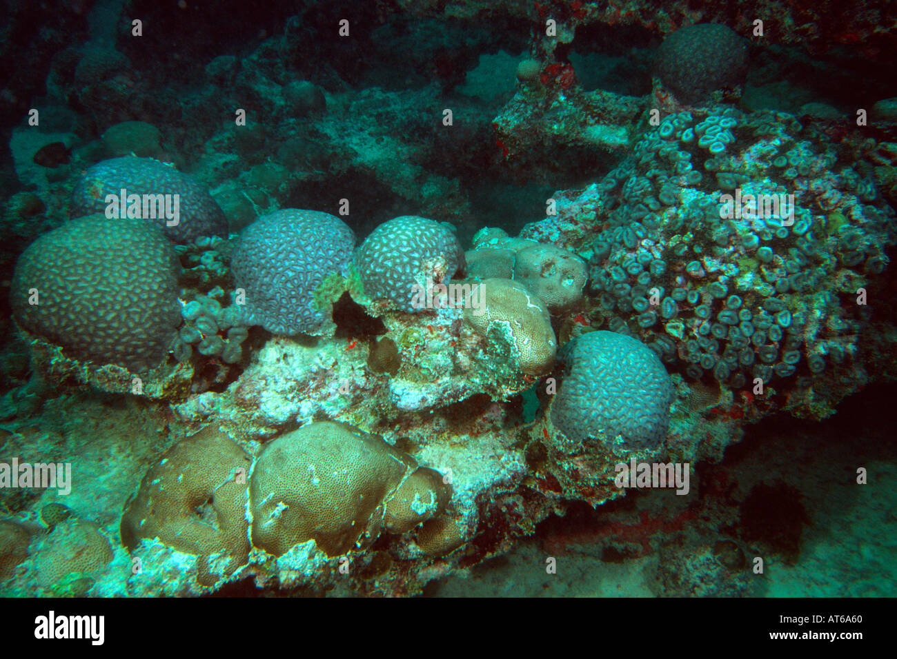 Coral colonies including Mussismilia braziliensis an endemic species to ...