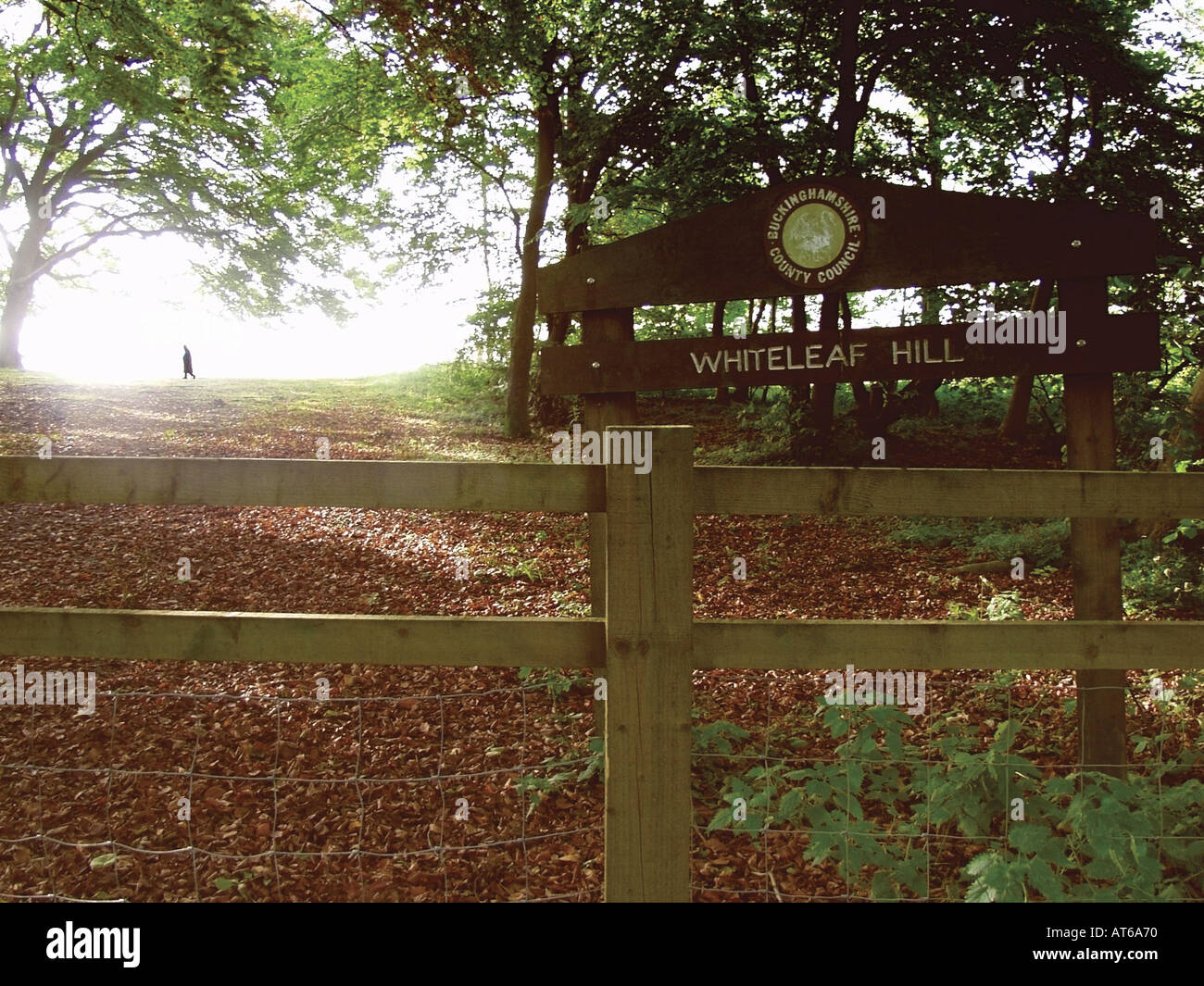 whiteleaf hill the ridgeway path the chilterns buckinghamshire england ...