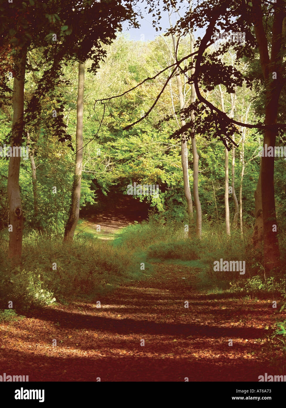 footpath whiteleaf hill the ridgeway path the chilterns buckinghamshire ...