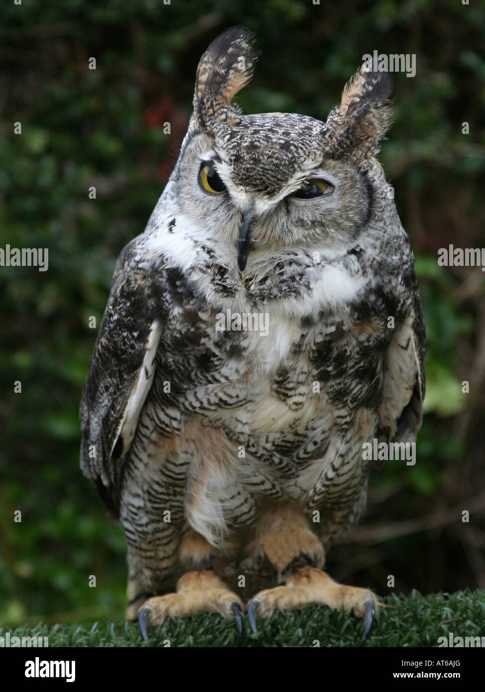 A captive Horned Owl at Baytree Owl Centre, Spalding in Lincolnshire ...