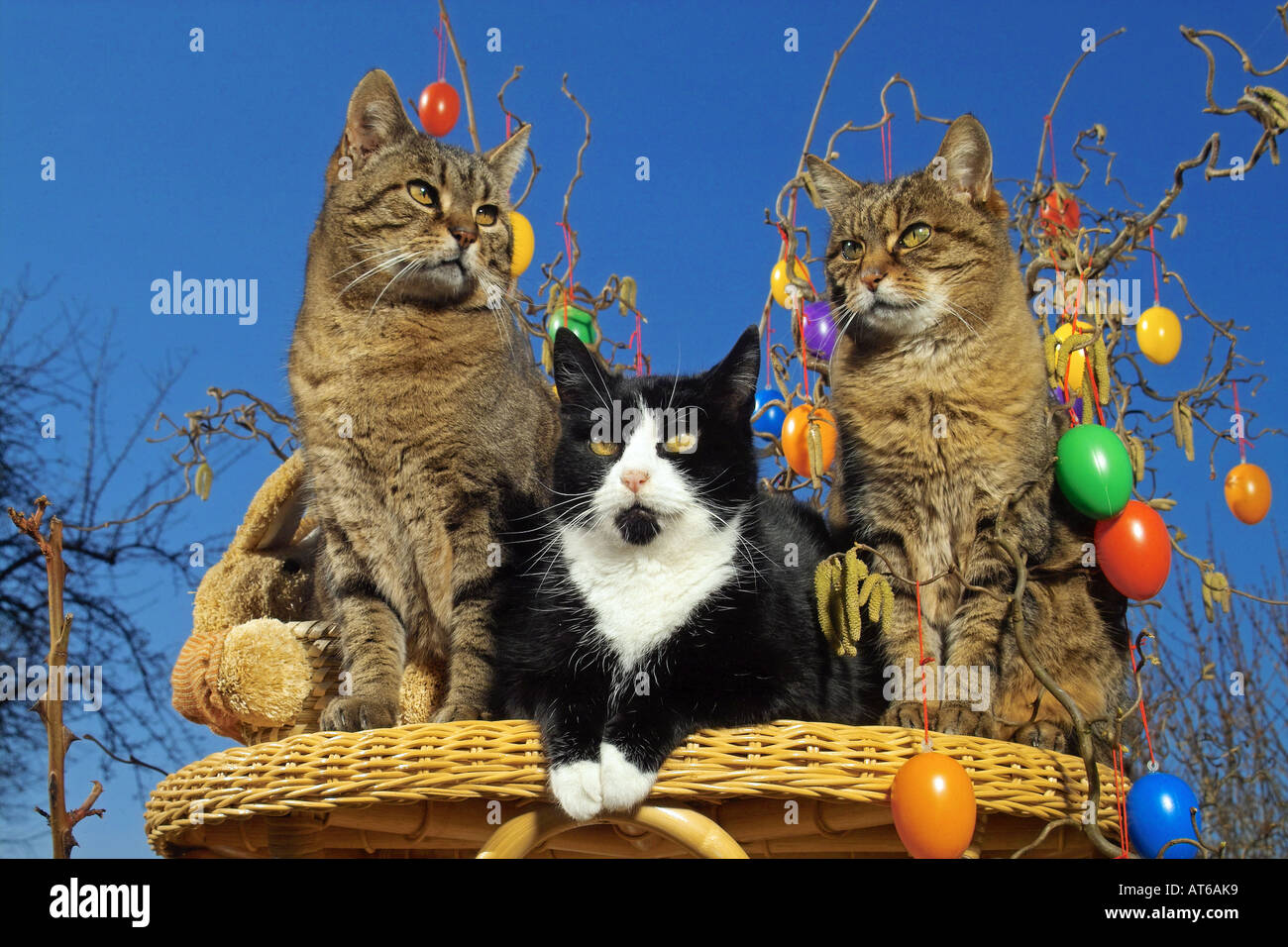 Dark coloured tabby cat hi-res stock photography and images - Alamy