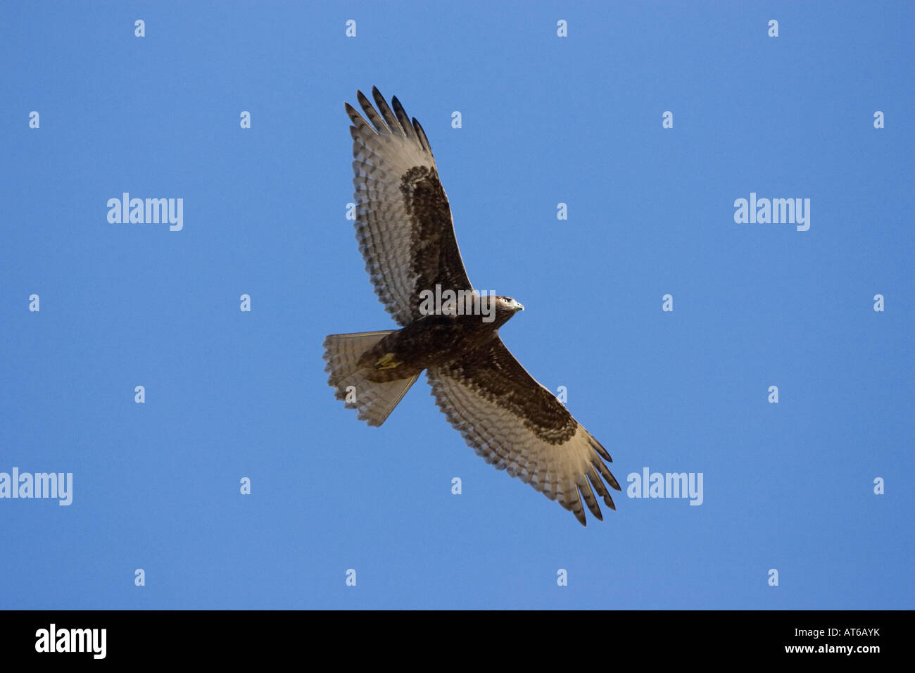 Red-tailed Hawk Dark Morph juvenile Buteo jamaicensis in flight Stock ...