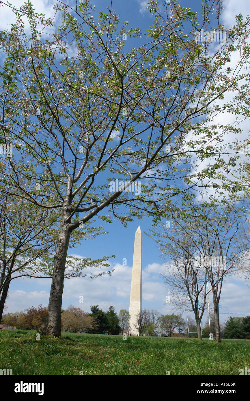 Washington Monument and Trees in Washington DC USA Stock Photo - Alamy