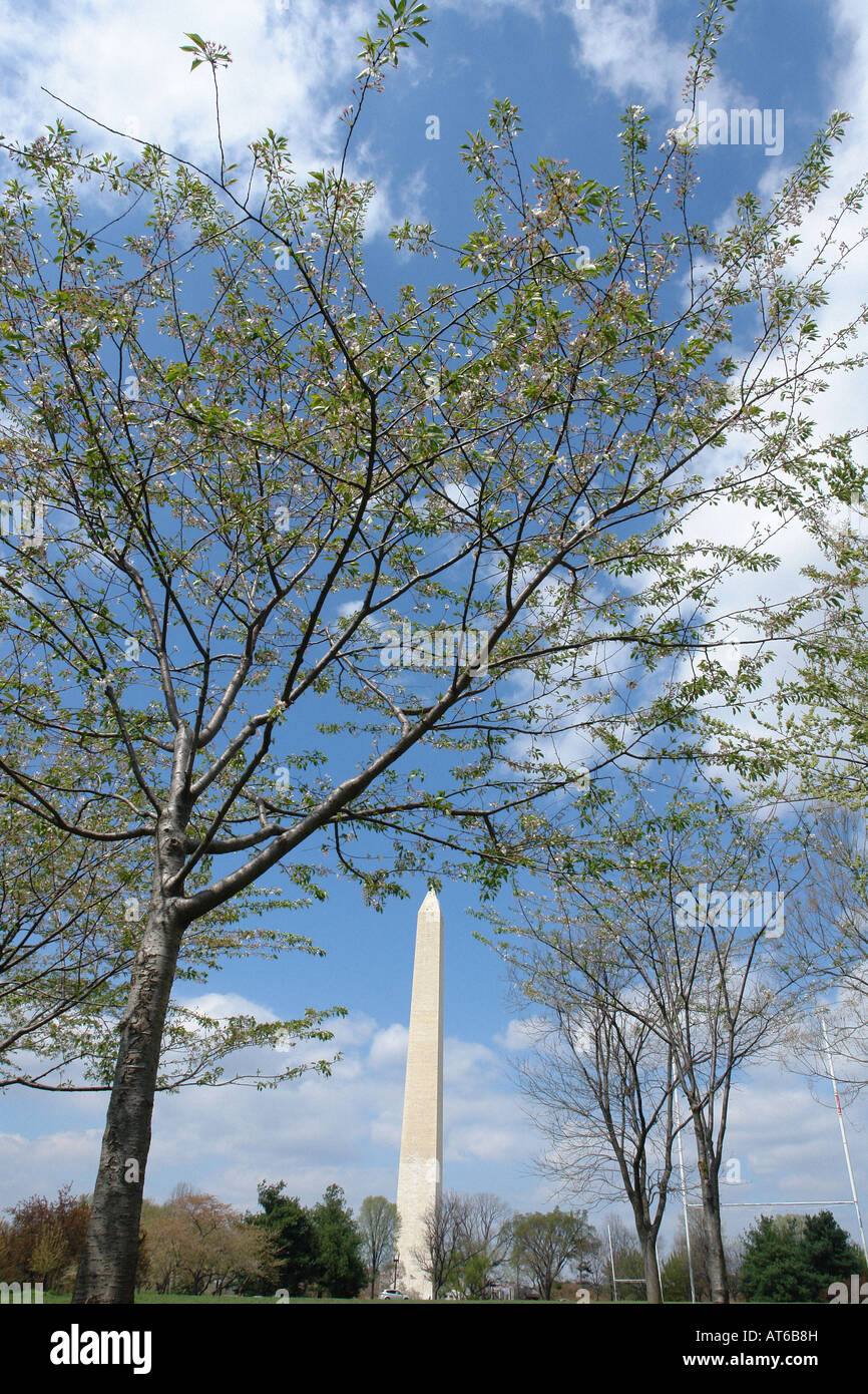 Washington Monument and Trees in Washington DC USA Stock Photo - Alamy