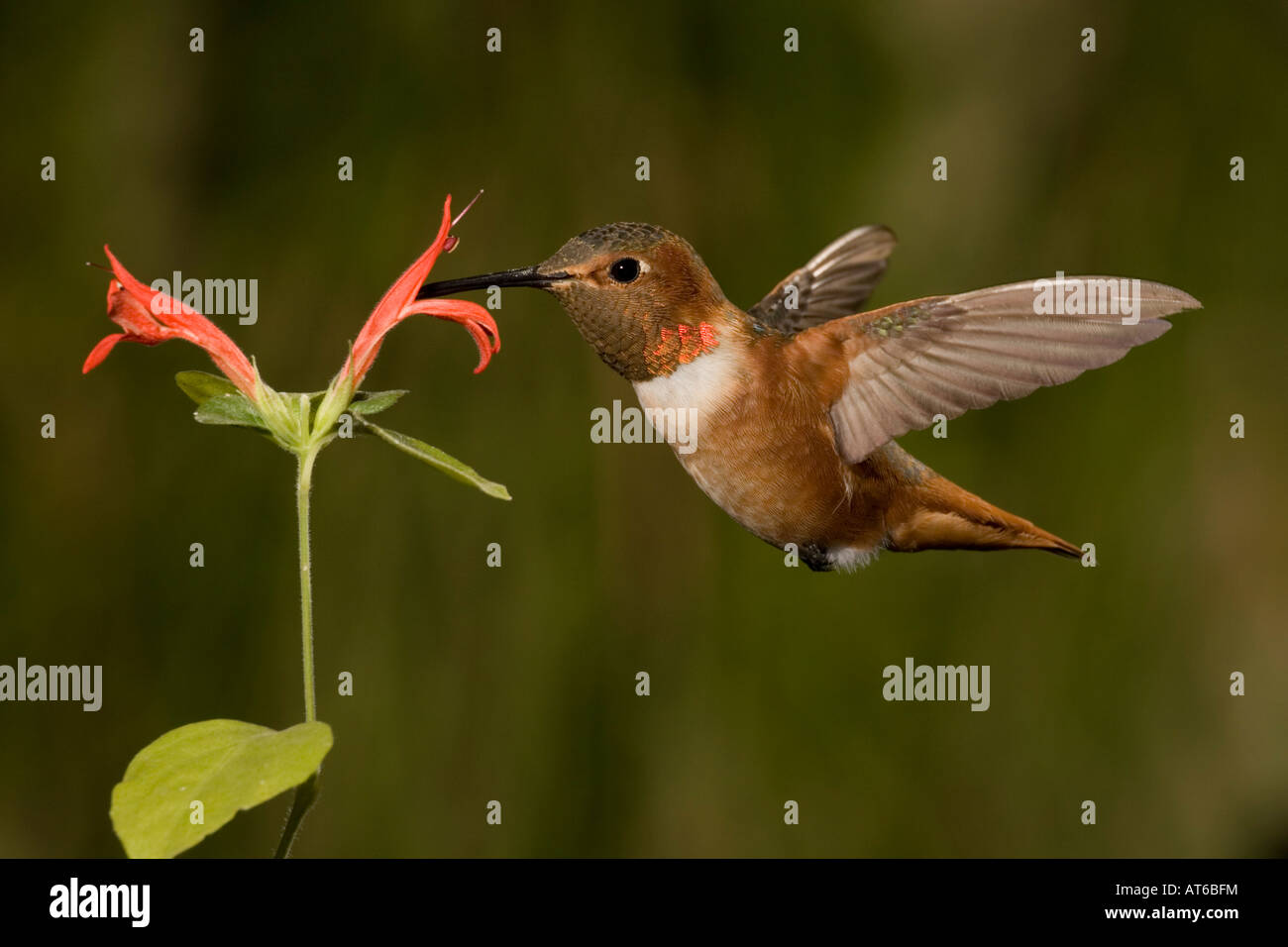 Allens Hummingbird Male Selasphorus Sasin Feeding At Justicia