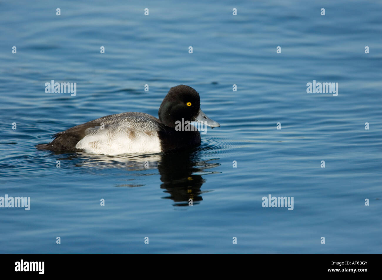 Lesser Scaup male Aythya affinis swimming Stock Photo - Alamy