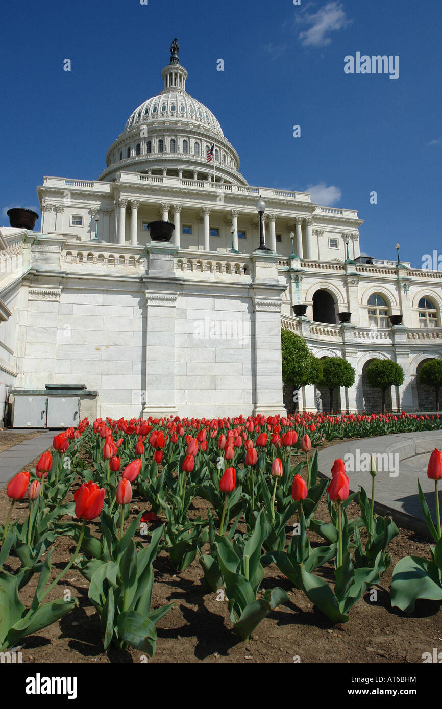 USA Capitol Building with Red Tulips in the Foreground on a Bright ...