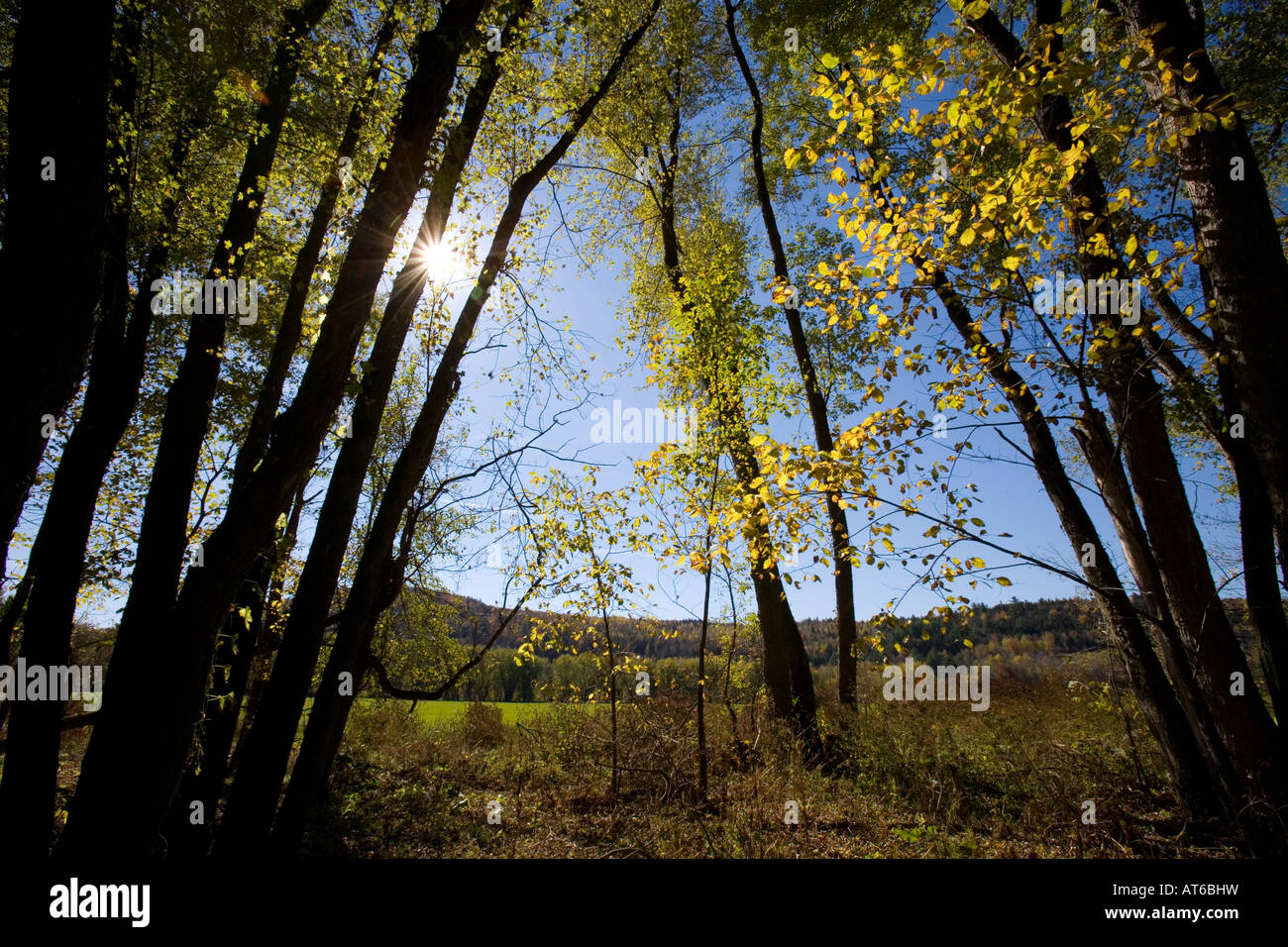 Silver maples hi-res stock photography and images - Alamy