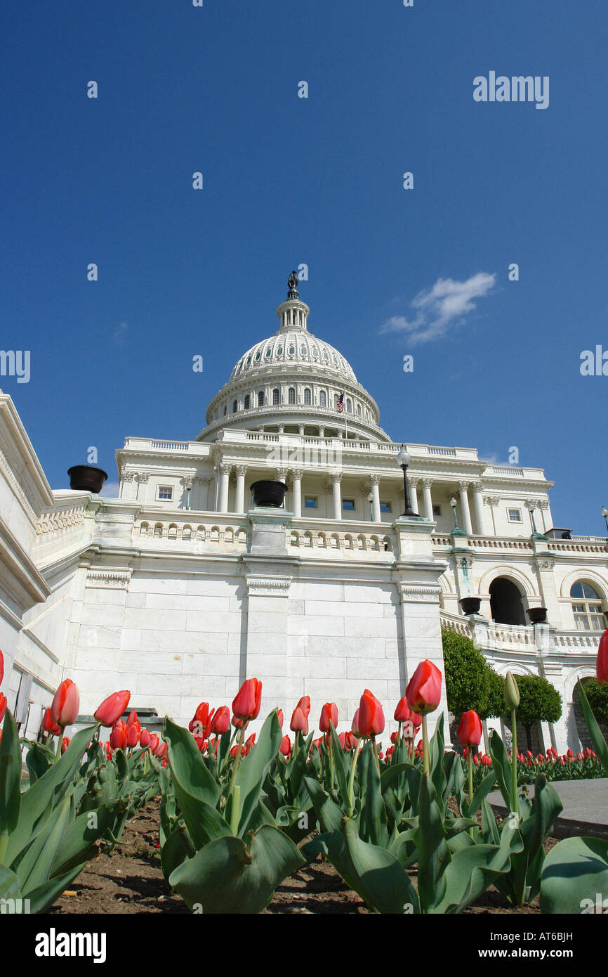 USA Capitol Building with Red Tulips in the Foreground on a Bright ...