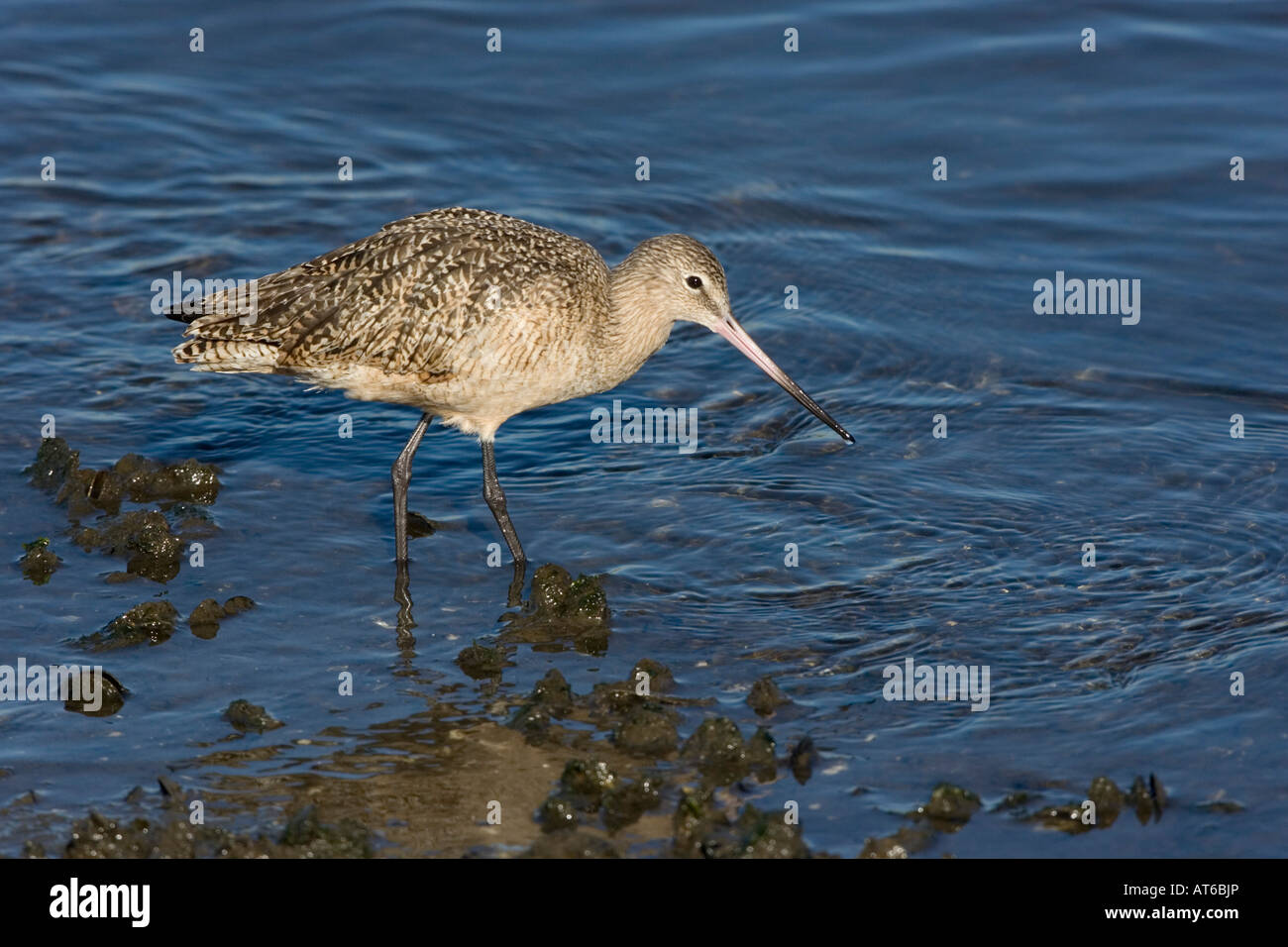 Marbled Godwit Limosa fedoa feeding Stock Photo - Alamy