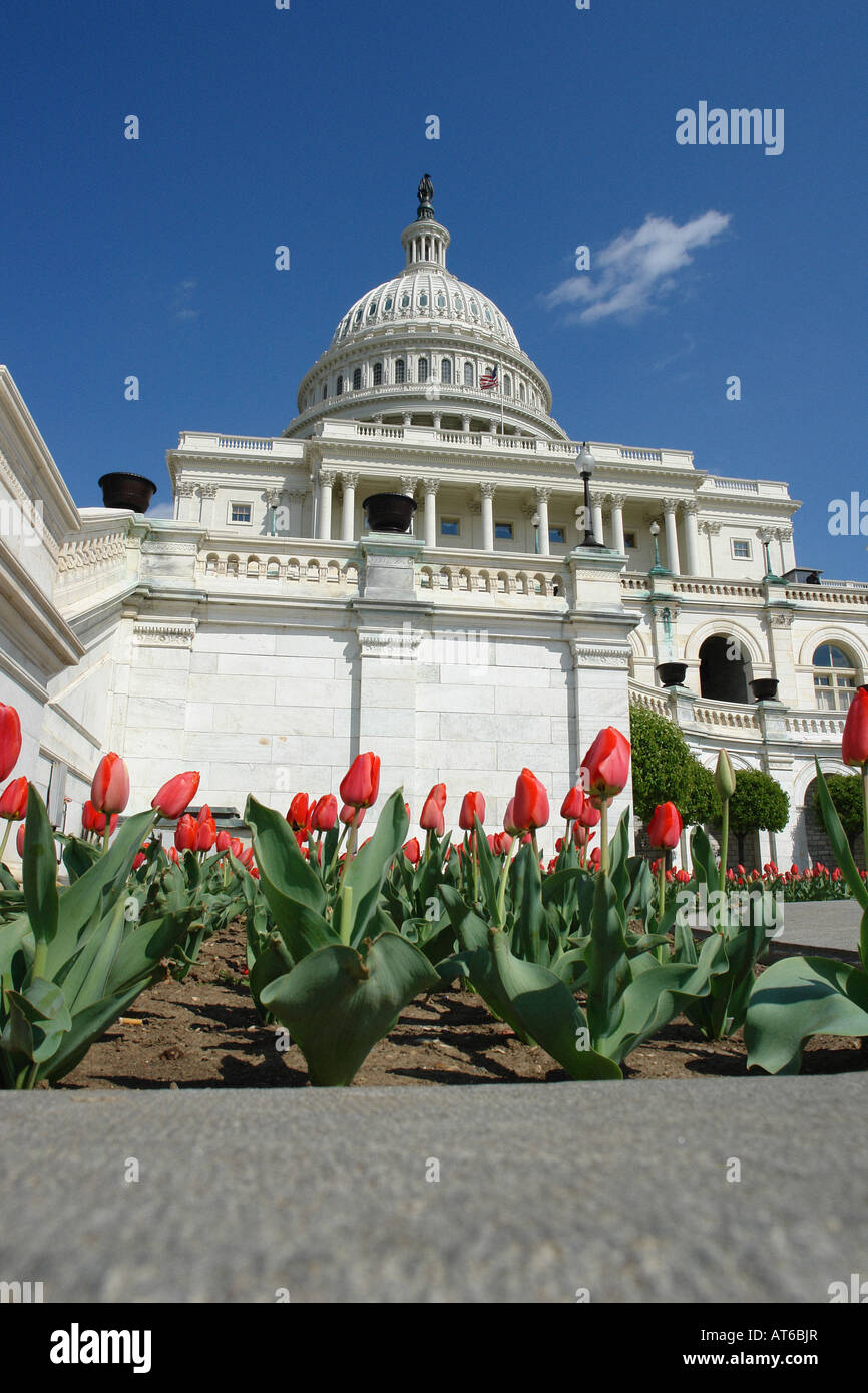 USA Capitol Building with Red Tulips in the Foreground on a Bright ...