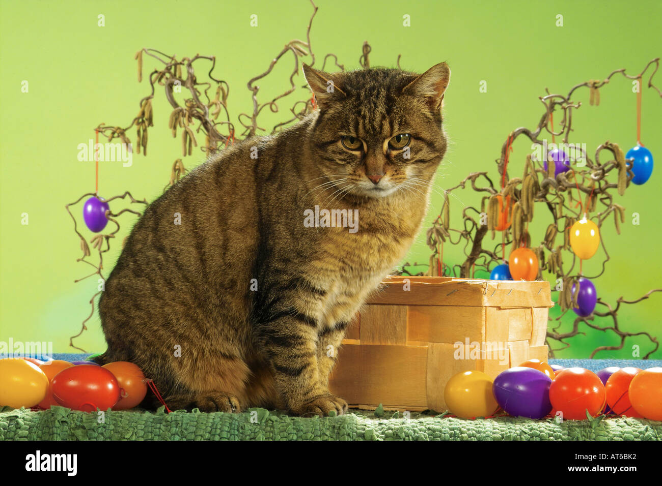 Tabby cat easter eggs hi-res stock photography and images - Alamy