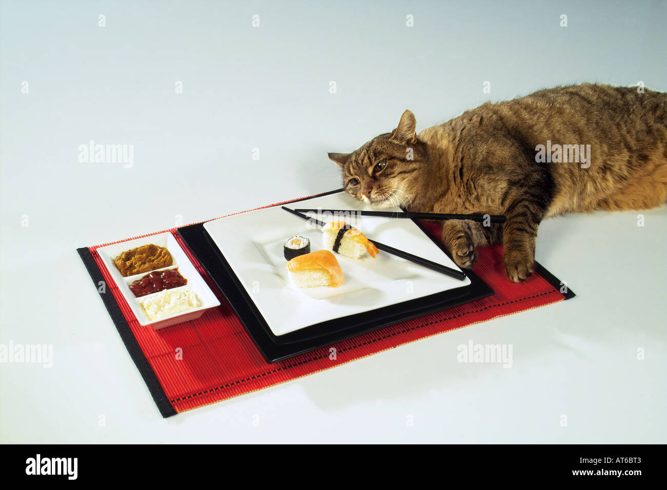 Sushi cat hi-res stock photography and images - Alamy