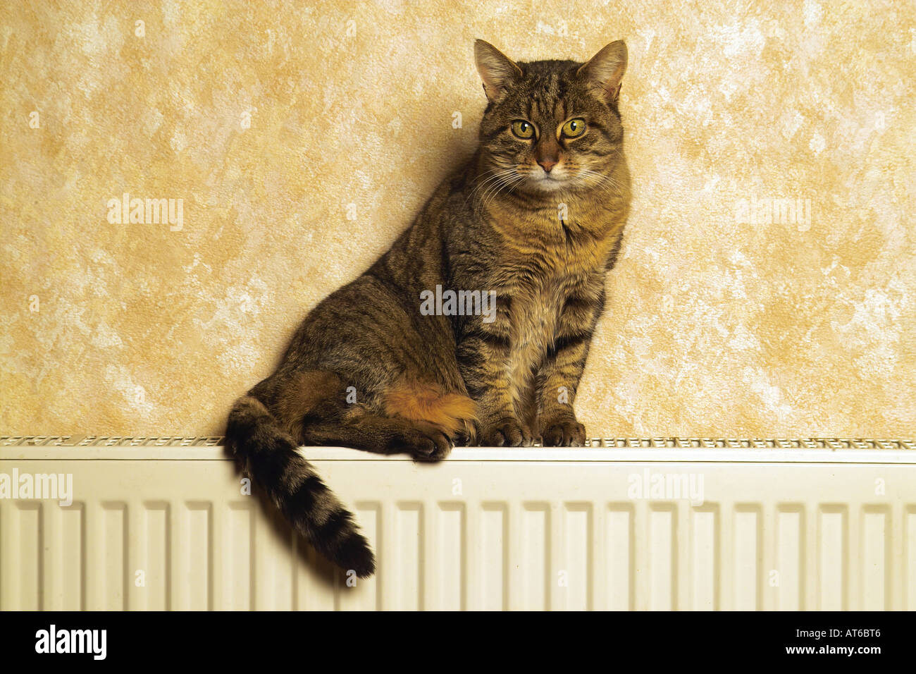 Cat sitting on radiator hi-res stock photography and images - Alamy