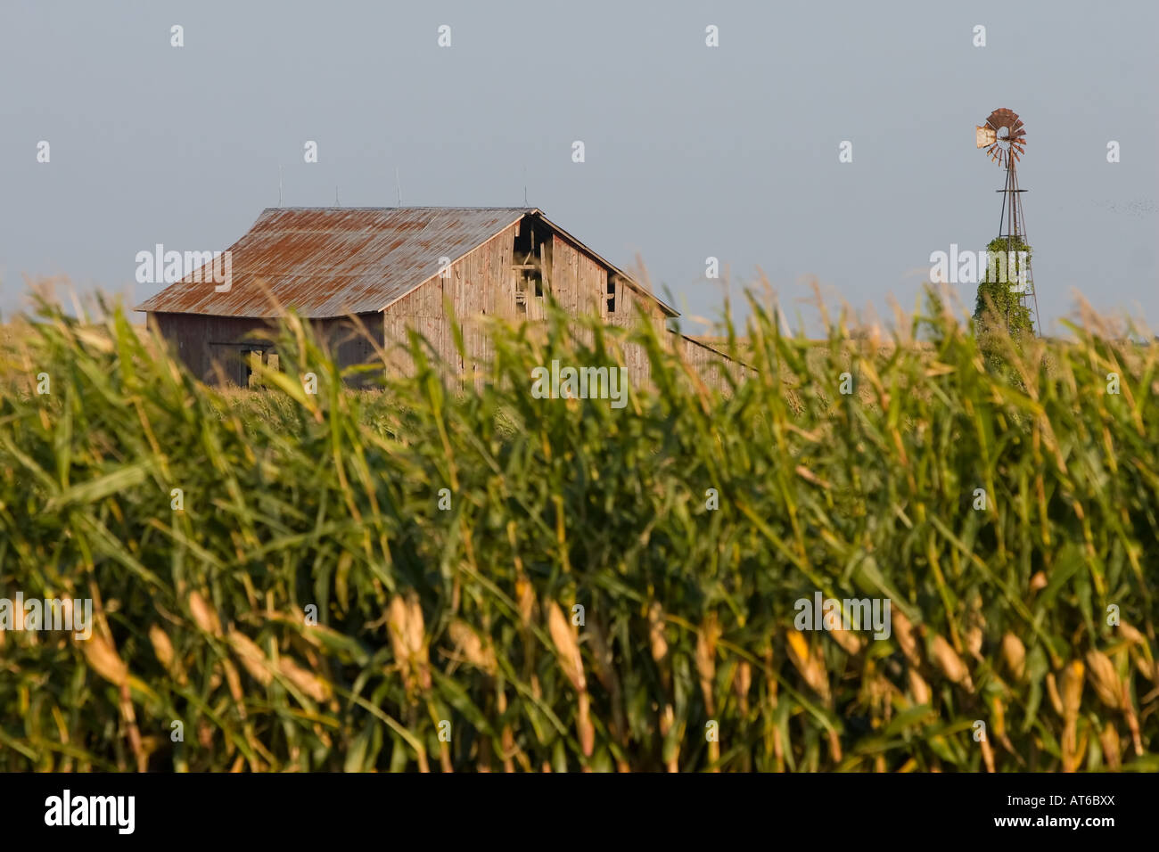 An old barn and windmill rise above a tall corn field in central ...