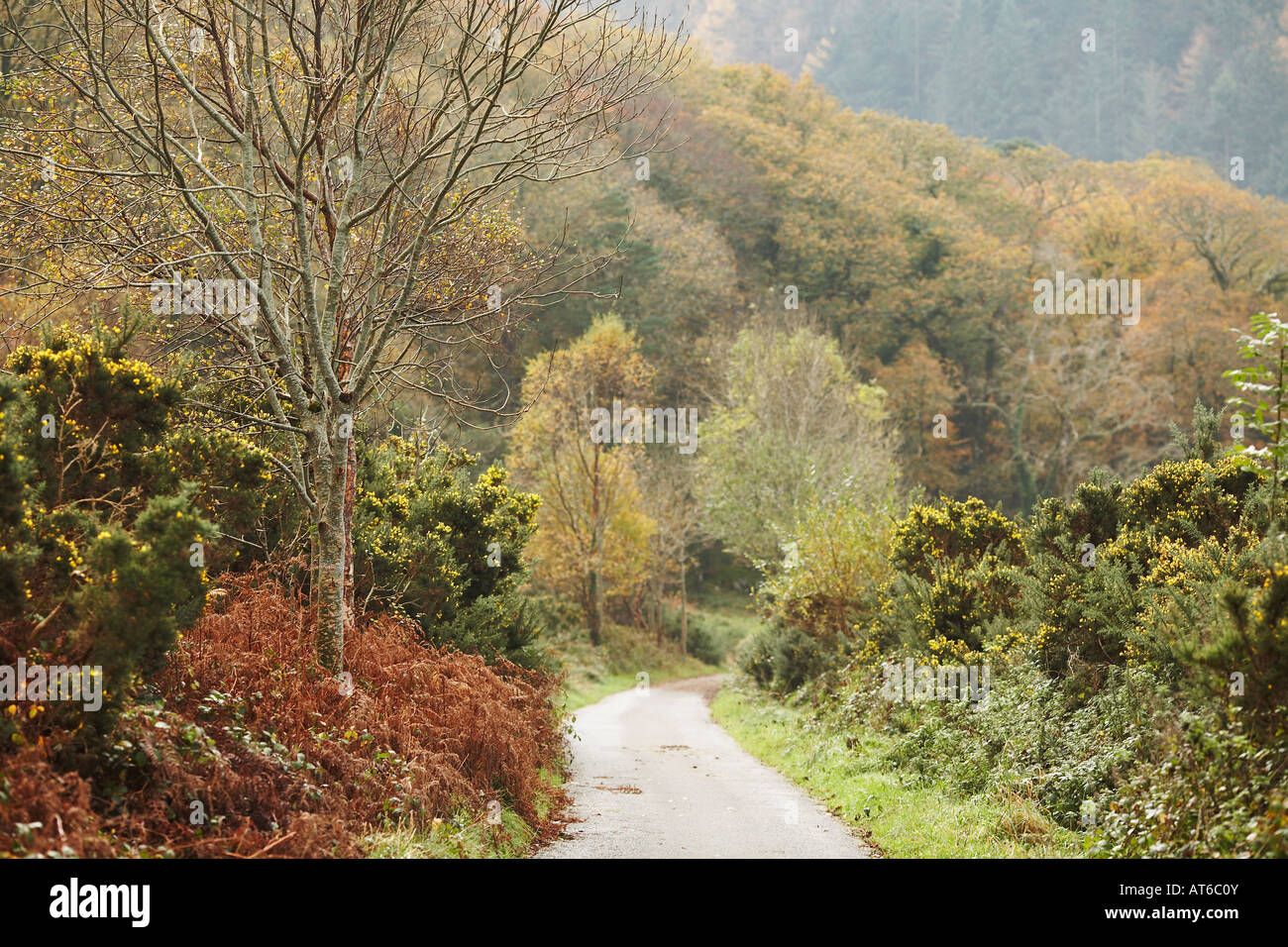 Hiking Path in Killarney National Park, County Kerry, Republic of ...