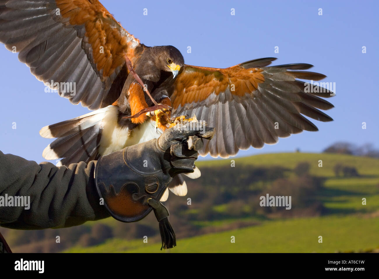 Appuldurcombe House, Falconry centre, Harris Hawk, Isle of Wight, UK ...