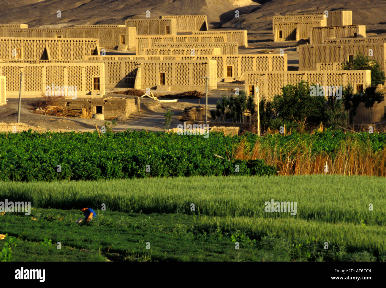 Grapes drying rooms in Turpan Stock Photo - Alamy