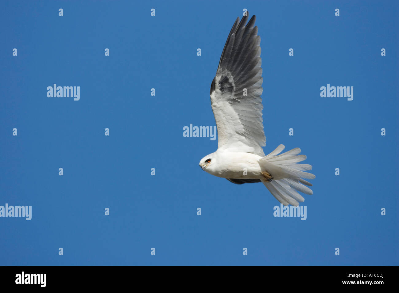 Elanus leucurus hi-res stock photography and images - Alamy