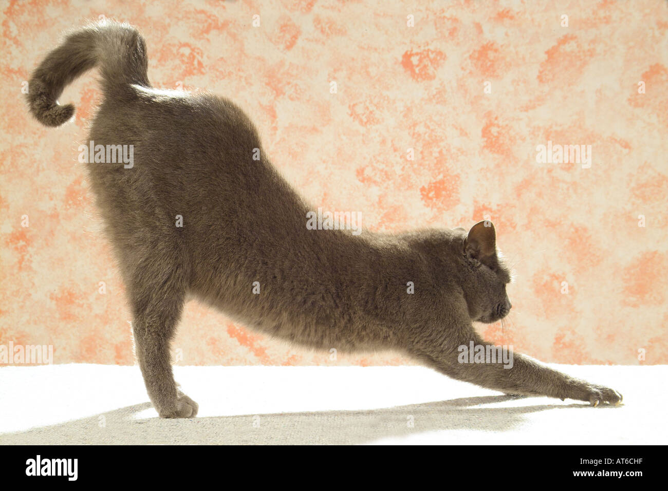 Grey Cat Stretching High Resolution Stock Photography and Images - Alamy