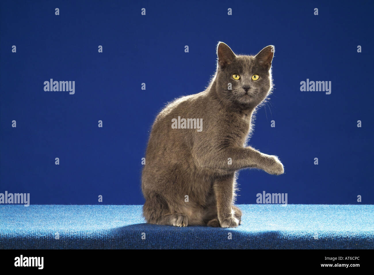 Carthusian cat sitting - cut out Stock Photo - Alamy