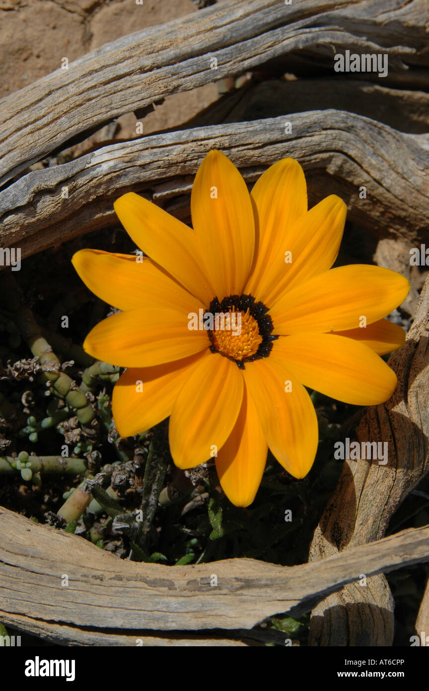 Orange Namaqualand daisy Stock Photo - Alamy