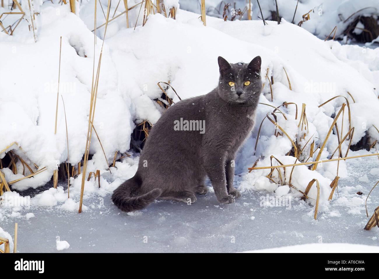 Cats ice hi-res stock photography and images - Alamy