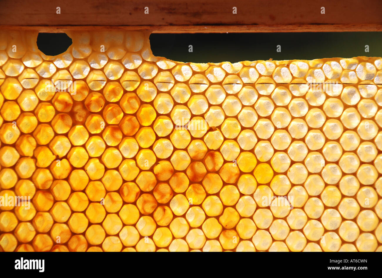 Honey Comb Structure High Resolution Stock Photography and Images - Alamy