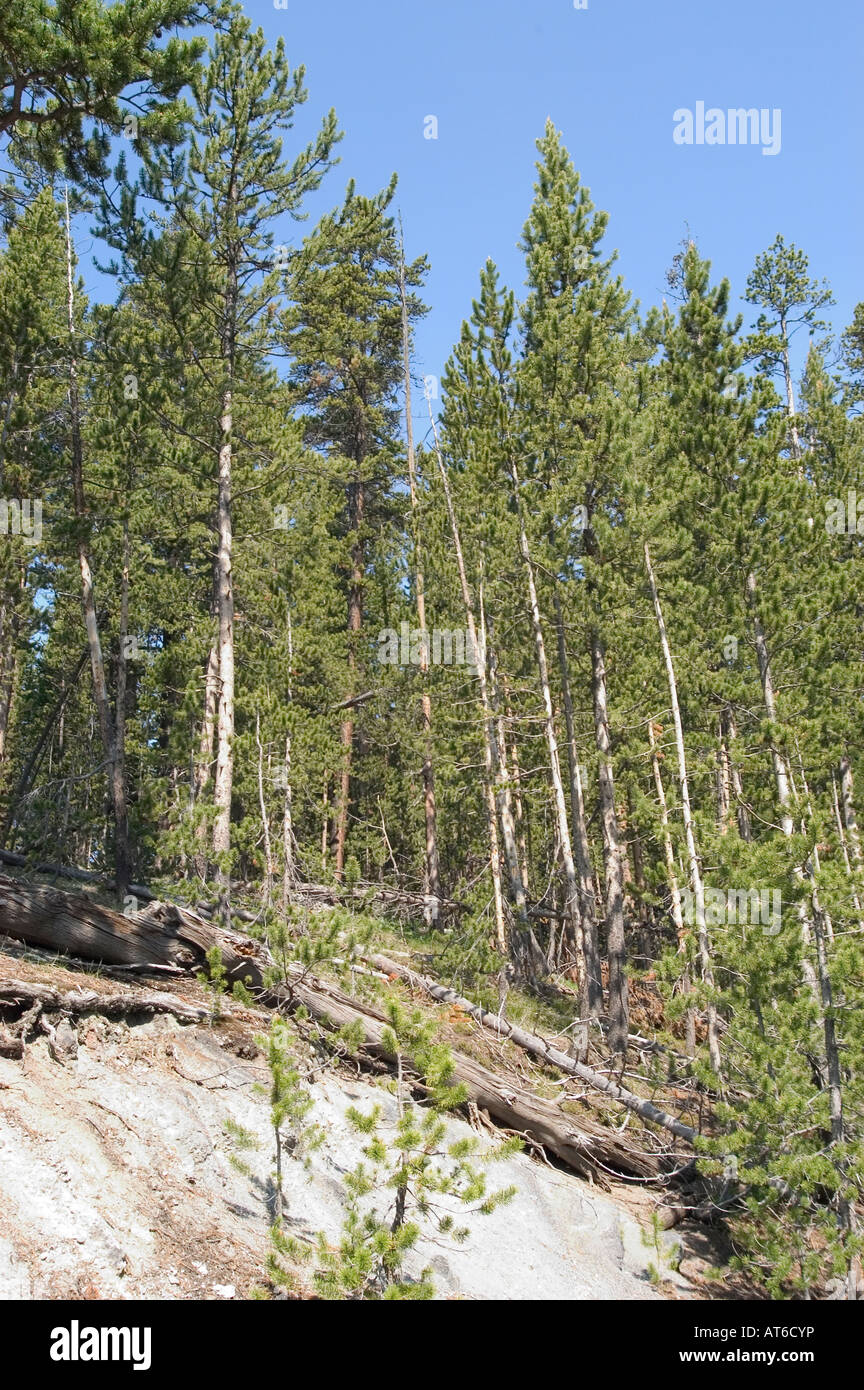 A lodgepole pine forest is part of the environment of Yellowstone ...