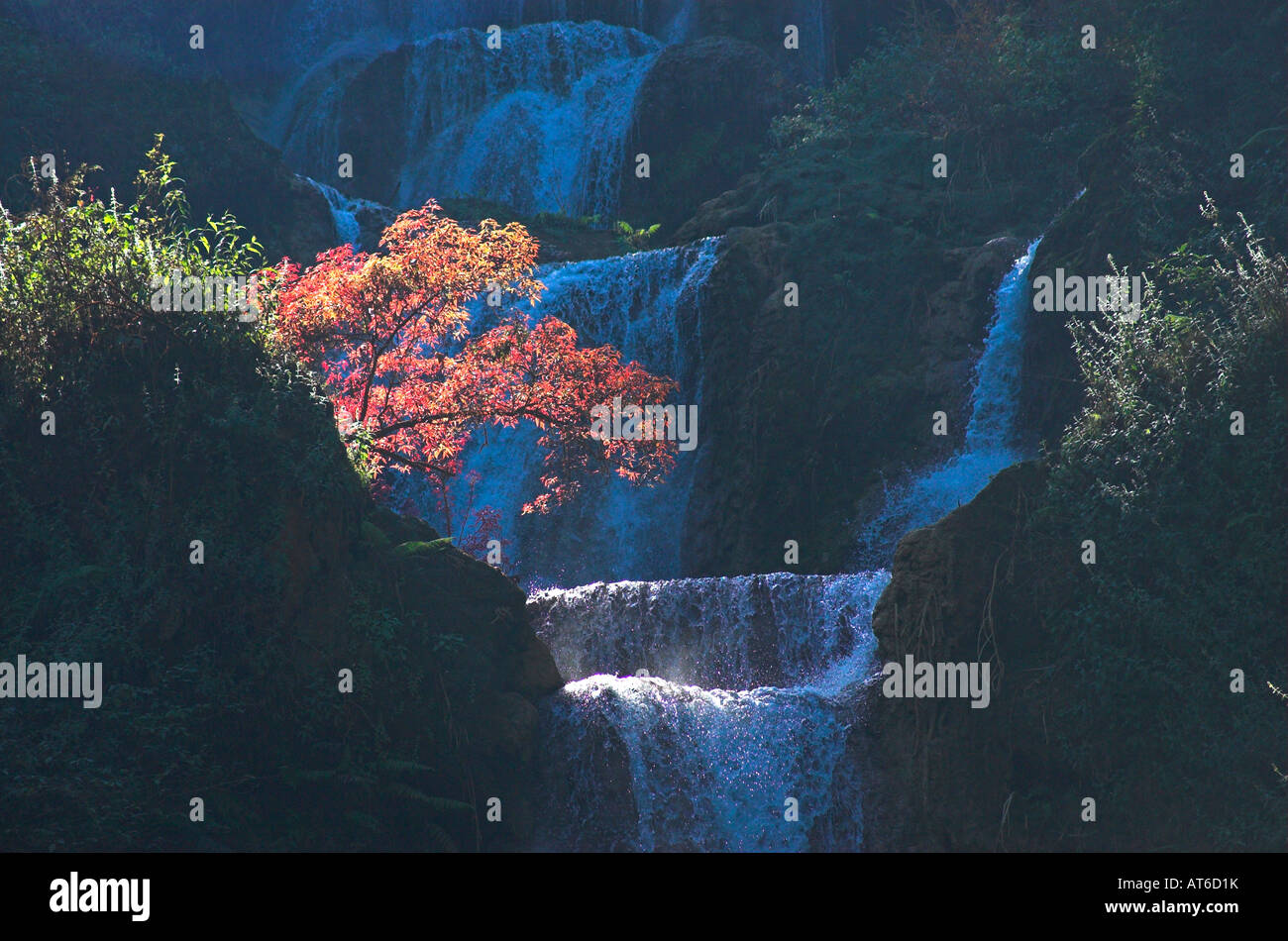 waterfall with tree Stock Photo - Alamy