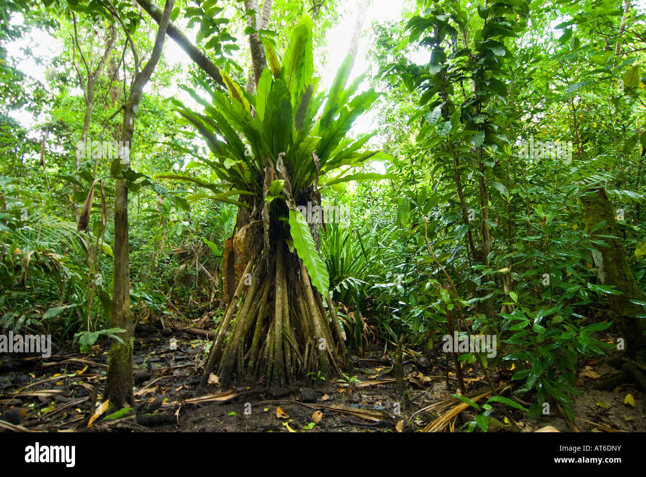wetlands mangroves trail Samoa Upolu south coast near SAANAPU Saanapu ...