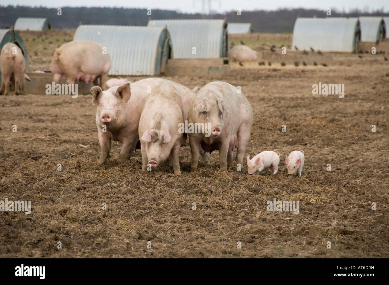 Free range pigs with piglets Stock Photo - Alamy