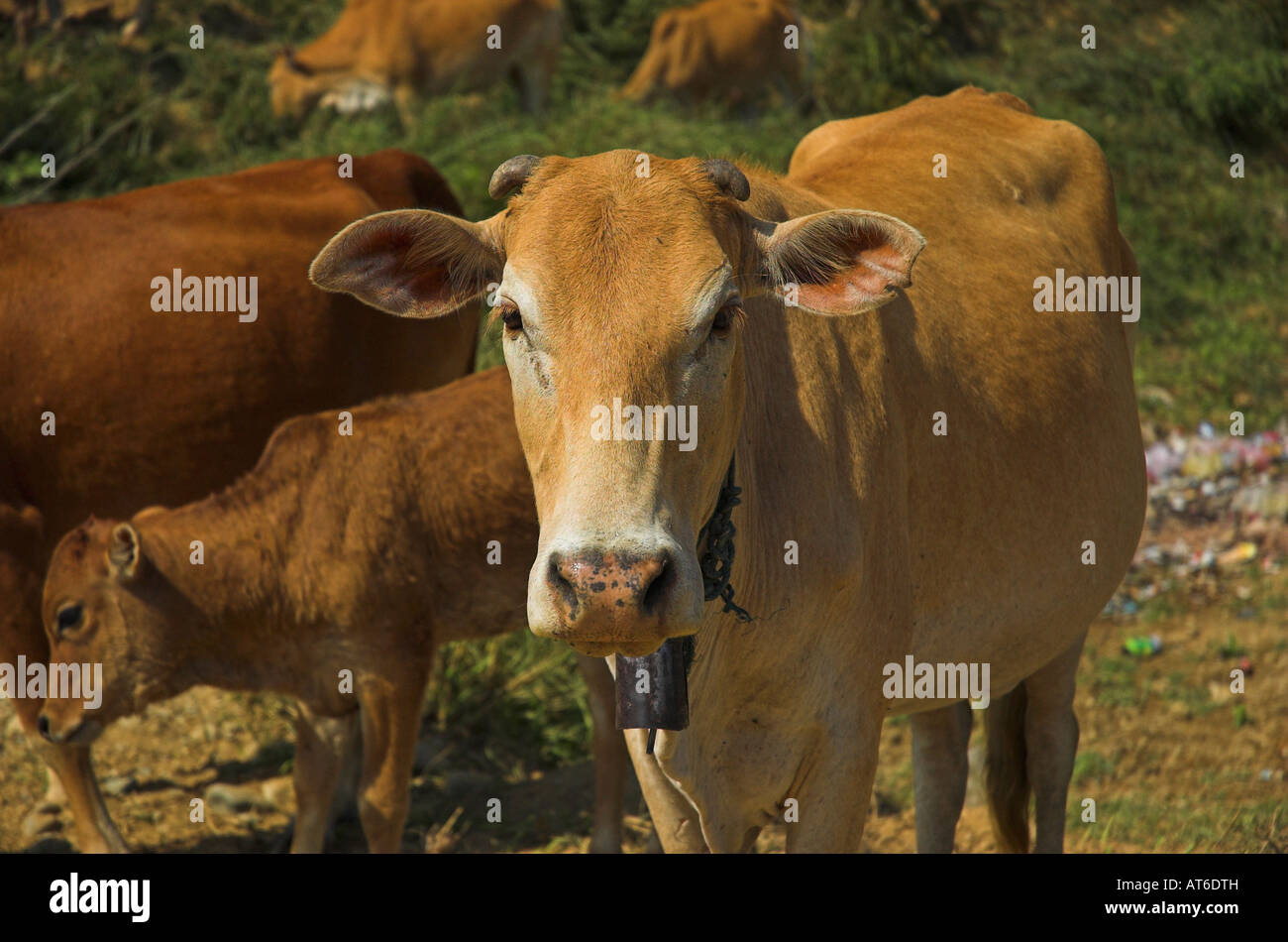 cow with bell Stock Photo - Alamy