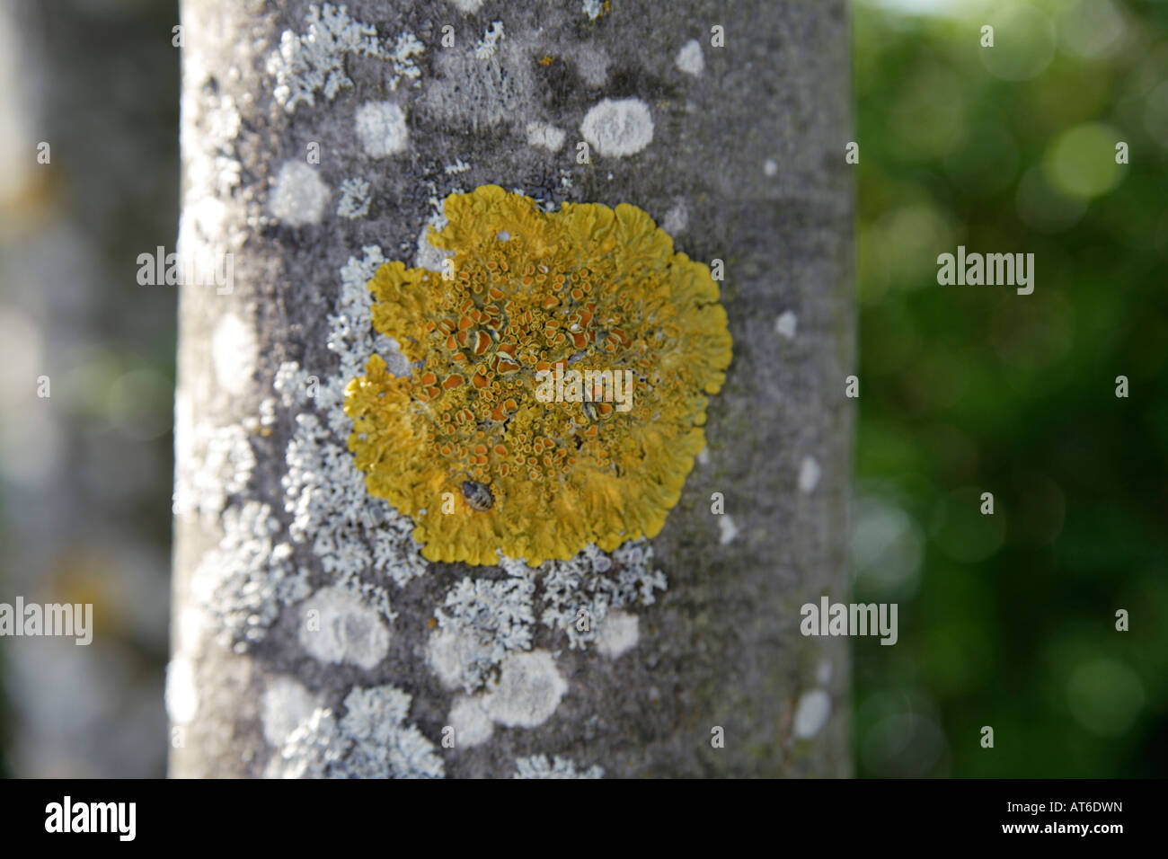 Lichen on tree, close-up Stock Photo - Alamy