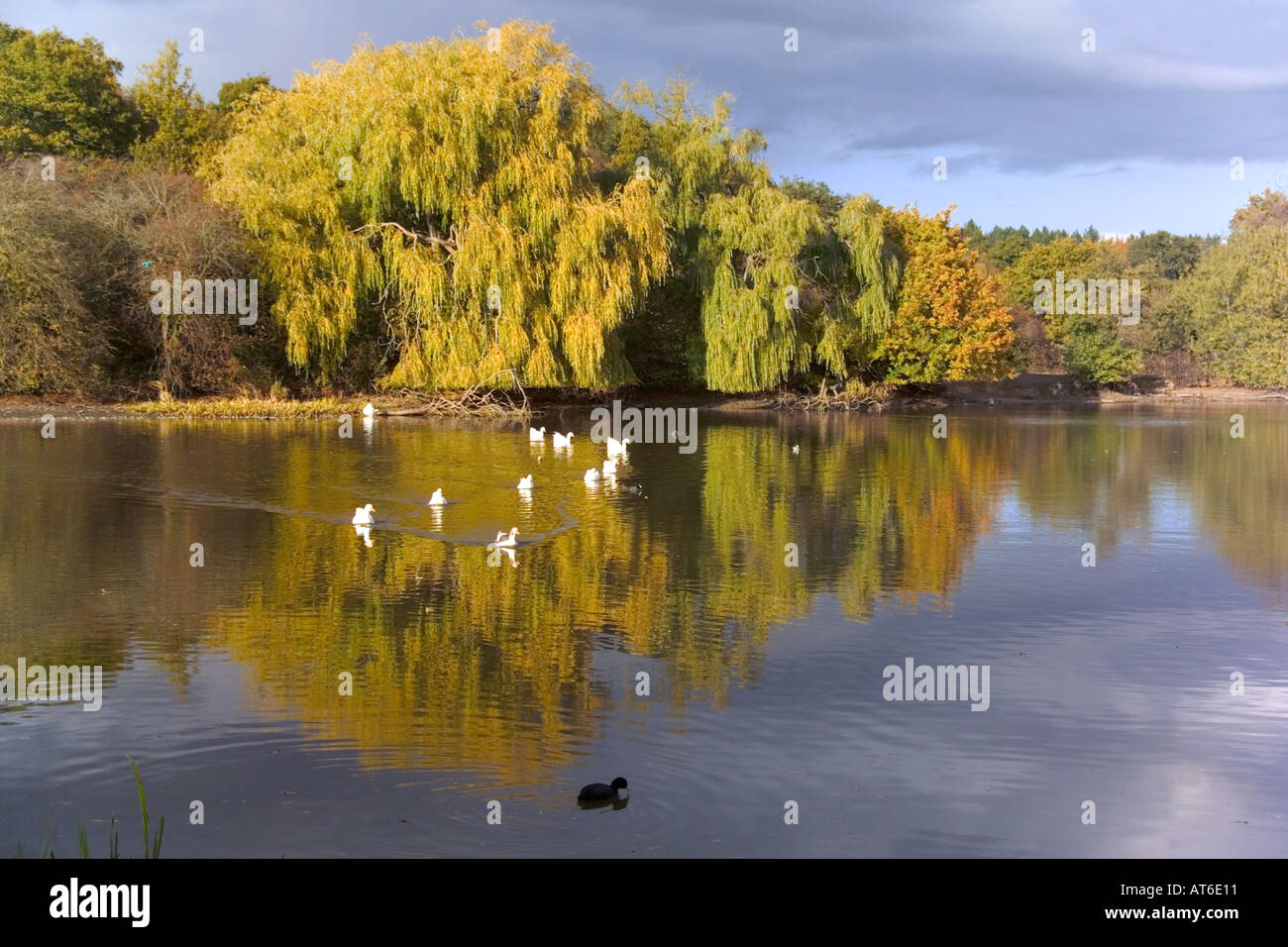 london enfield trent park country park the lake Stock Photo - Alamy