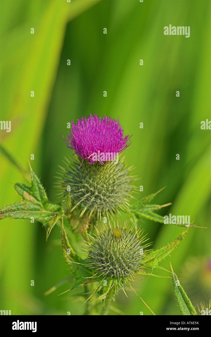 Thistle nr Glenfinnan Highland Scotland Stock Photo - Alamy