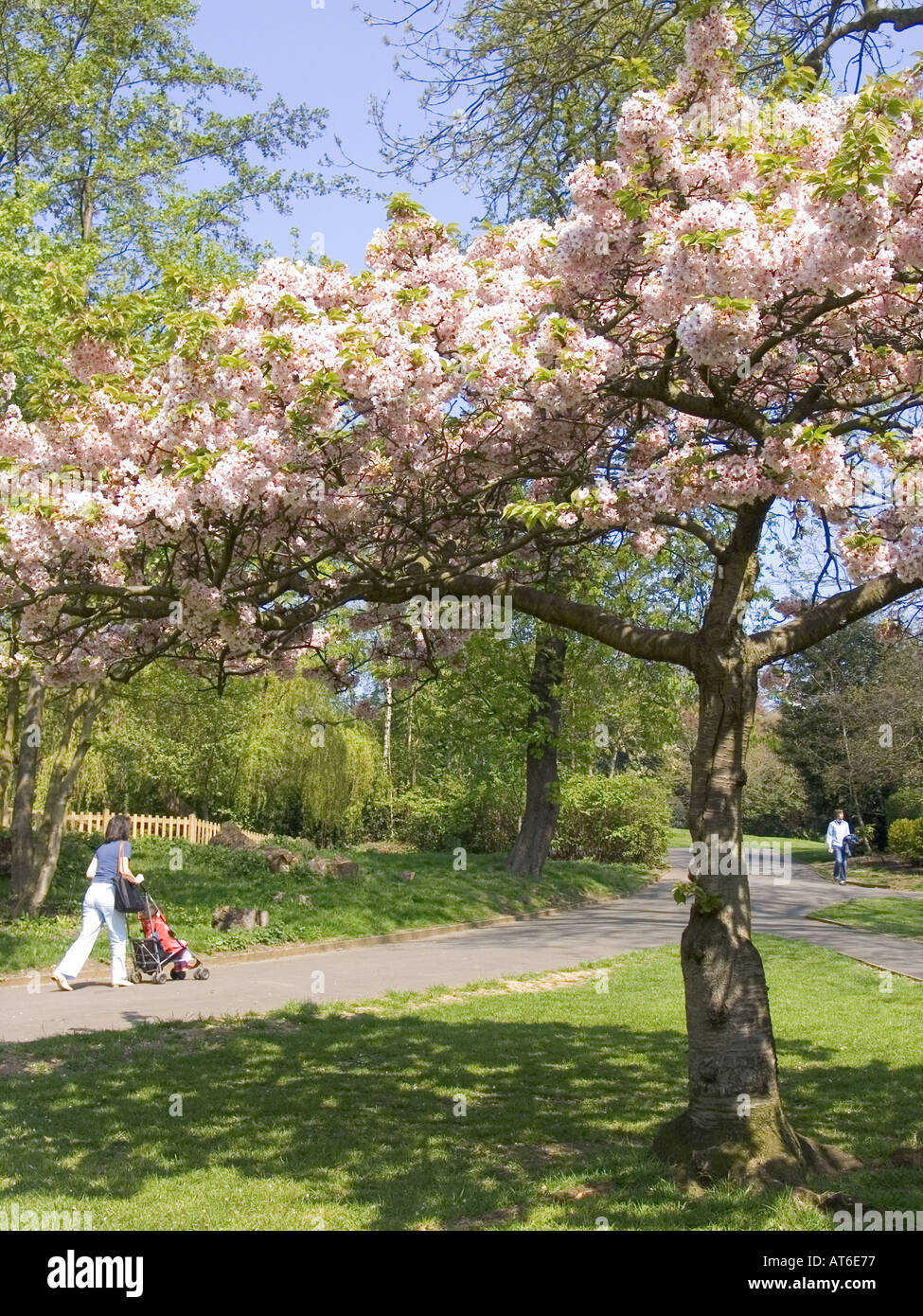 england london highgate waterlow park tree in pink blossom spring Stock ...