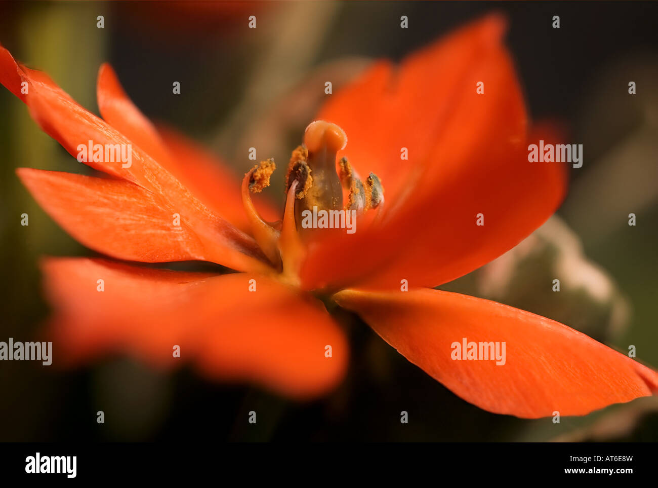 Macro of Chincherinchee flowers (ornithogalum dubium Stock Photo - Alamy