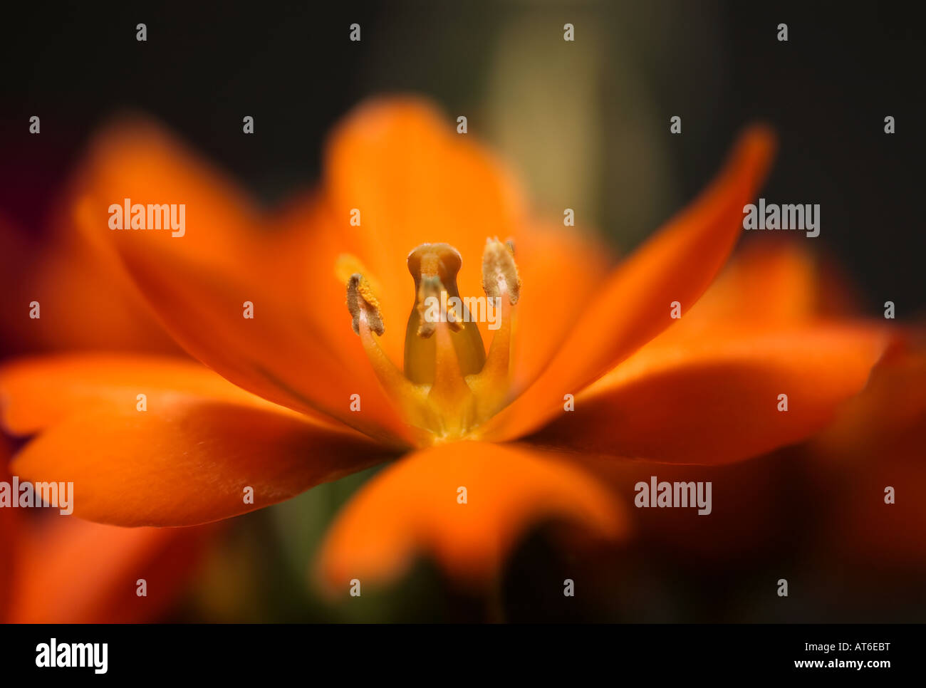 Macro of Chincherinchee flowers (ornithogalum dubium Stock Photo - Alamy