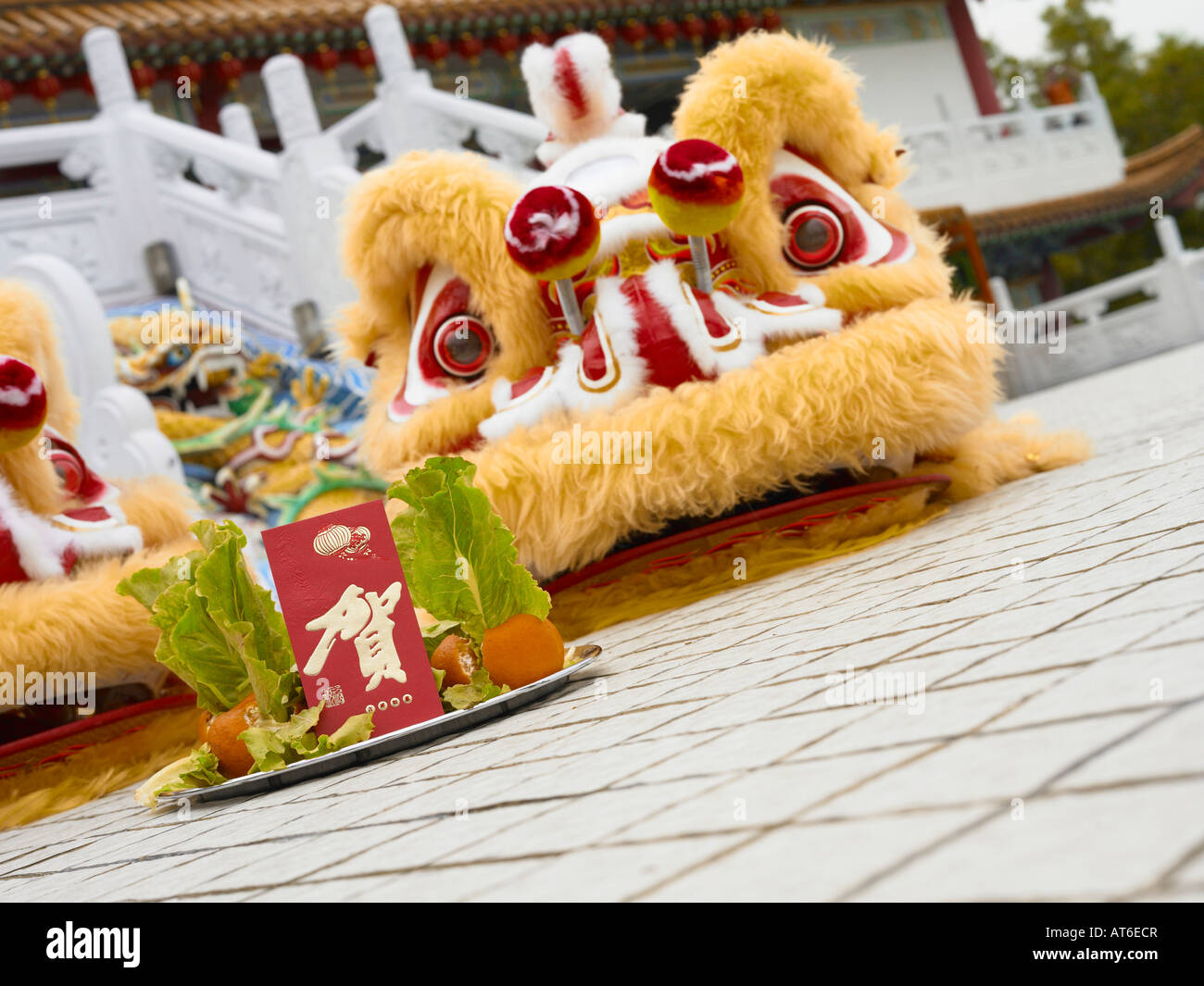 two lion heads resting on the floor Stock Photo - Alamy